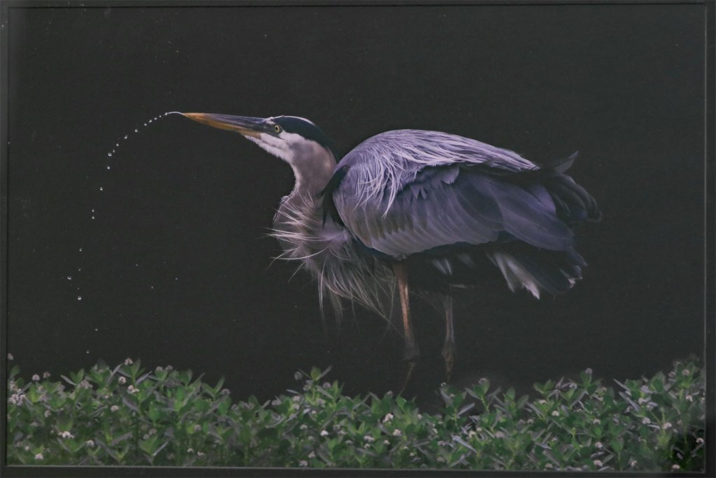 Romie and Judy Mizell Photography Show Award Winners! – Mint Hill Arts